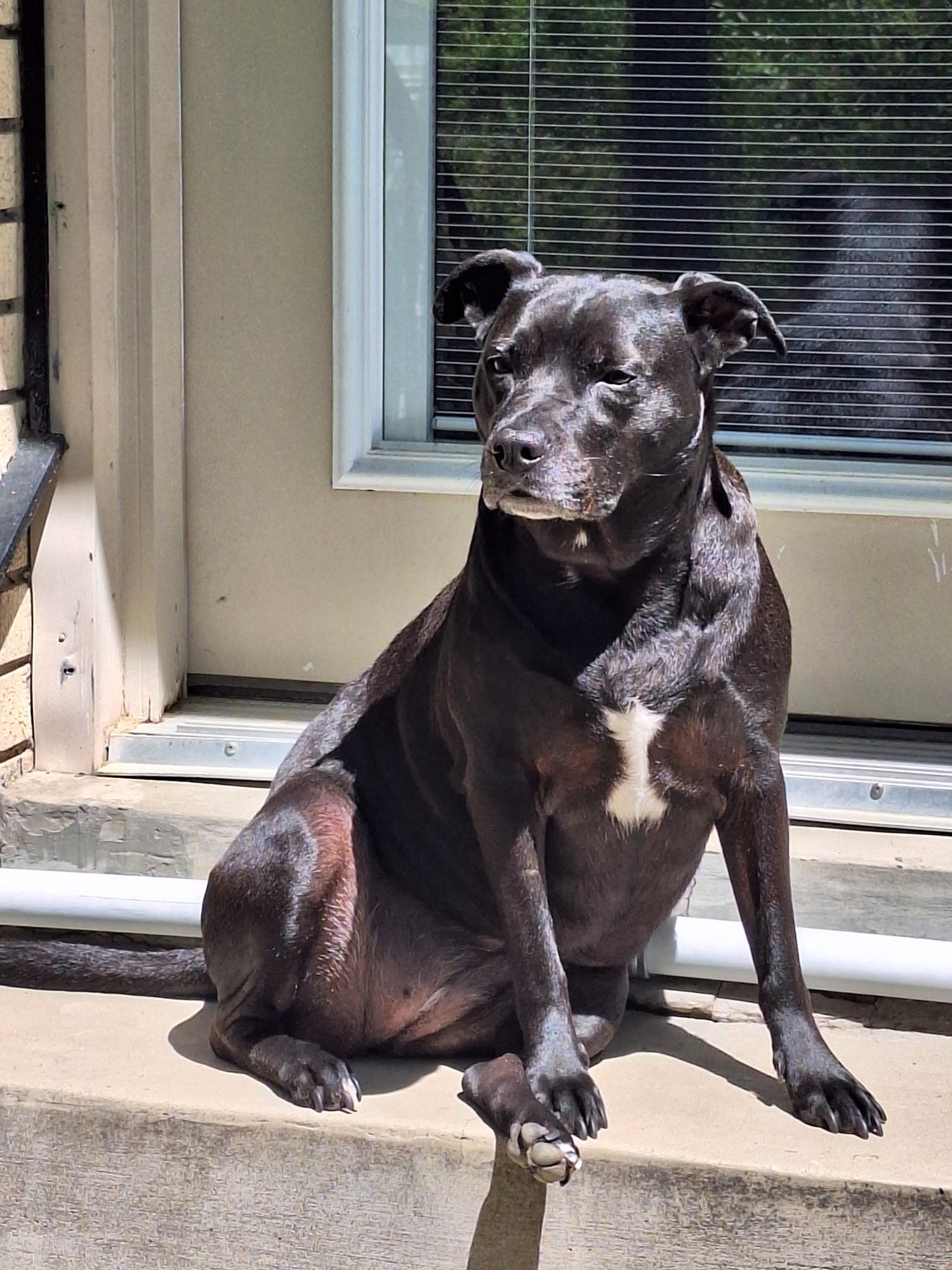 Home | Black Dog AR Creations